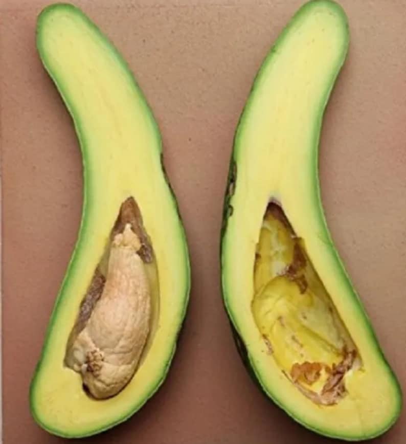 Grafted RUSSELL Long Neck Avocado Tree From 3 to 5 Feet Tall. We Ship ...