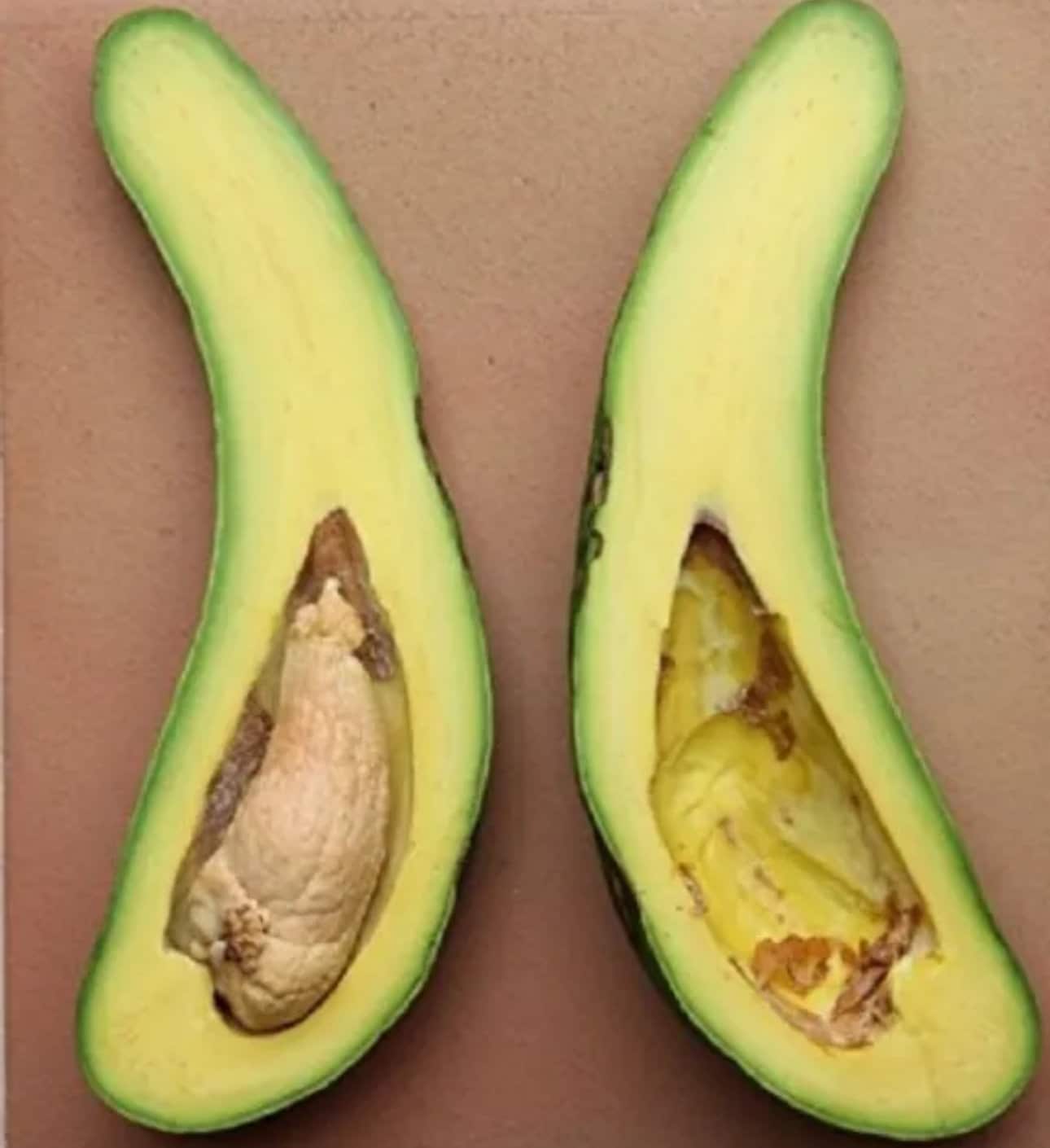 Grafted RUSSELL Long Neck Avocado Tree From 2 to 4 Feet Tall. We Ship ...