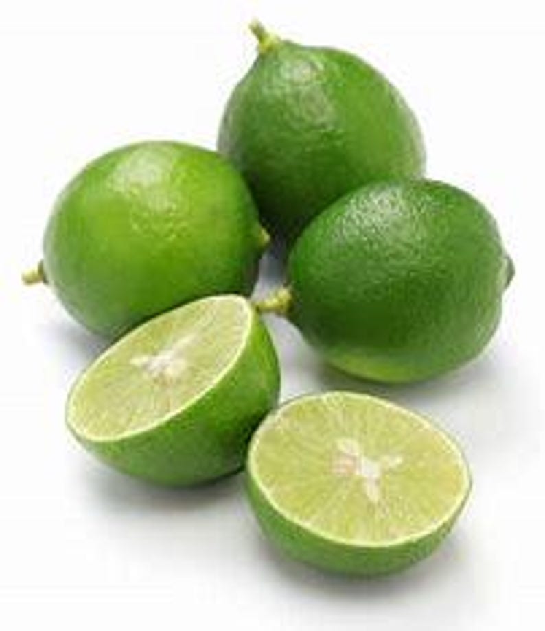Key Lime Tree Dwarf Plant Citrus GRAFTED Fragrant 2-4ft. Ships to All ...