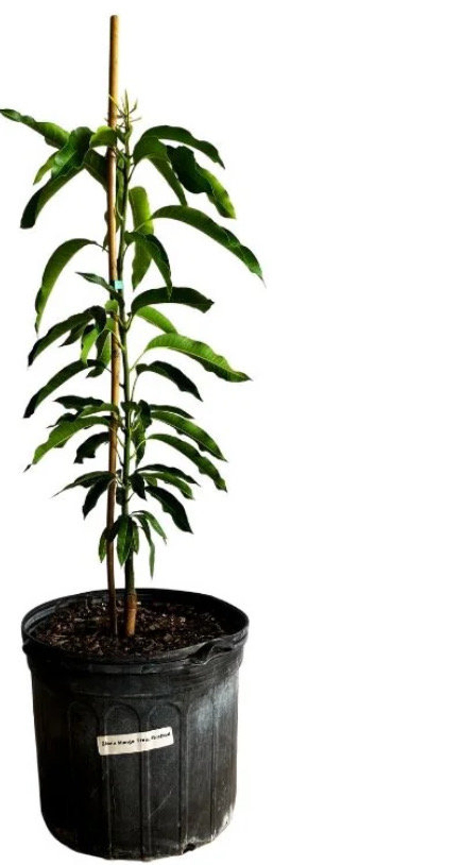 Glenn Mango Tree Cold Hardy GRAFTED 2-4 Ft Tall.ship to CA&PR. Actual ...