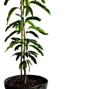 Glenn Mango Tree Cold Hardy GRAFTED 2-4 Ft Tall.ship to CA&PR. Actual ...