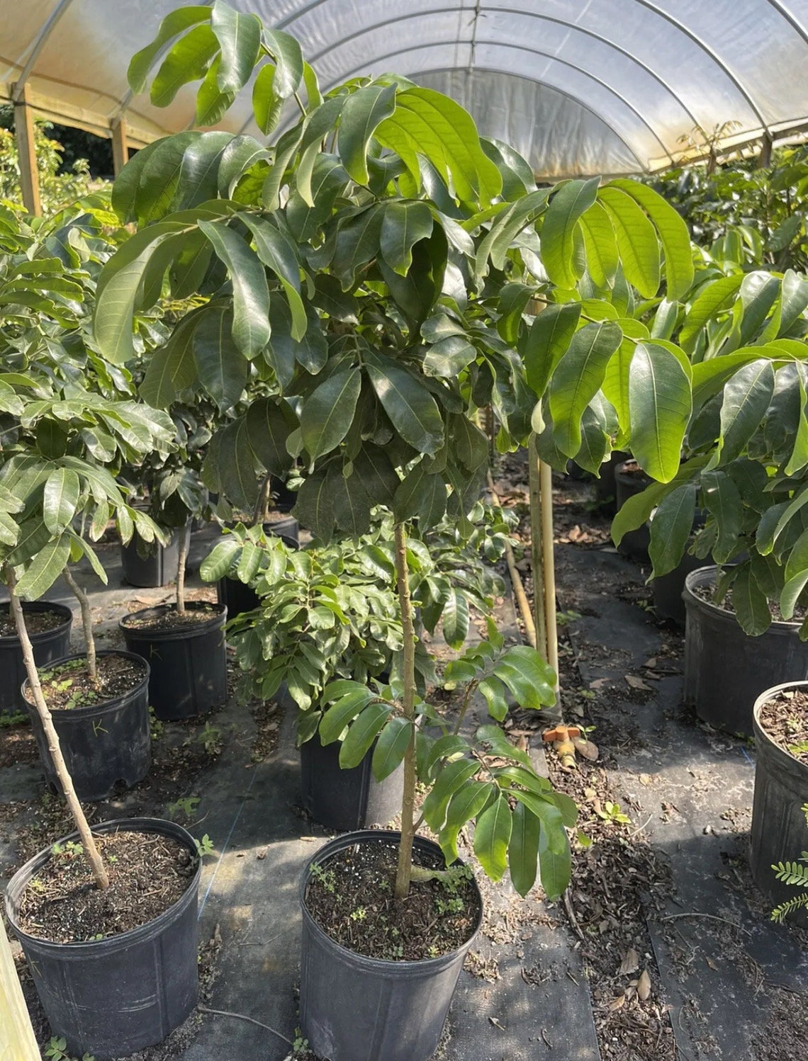 Kohala Longan Tree (cây Nhãn Hawaii) 3-4 Feet Tall. Air Layered. Ship ...