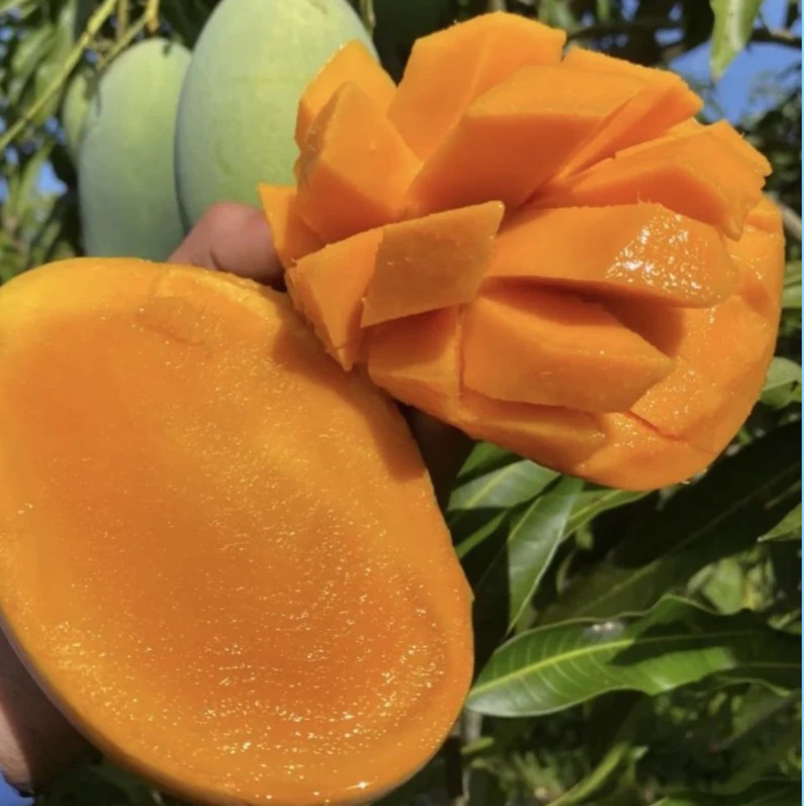 Malika Dwarf Cold Hardy MANGO TREE GRAFTED (3-5feet Tall). 7 Gallon ...