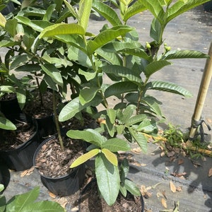 Ruby Supreme Red Guava Tree 2-4 Ft Tall . ( Air Layer Tree) - Etsy