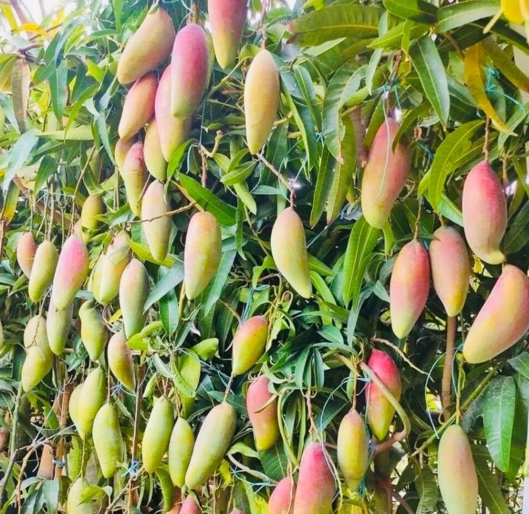 Ivory MANGO TREE GRAFTED (2-4 Feet Tall). Ship to All States - Etsy