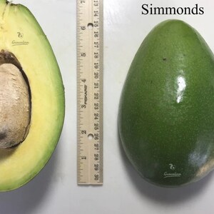 Simmonds Grafted Avocado Tree 2-4ft Semi Dwarf. We Ship to CA&PR - Etsy
