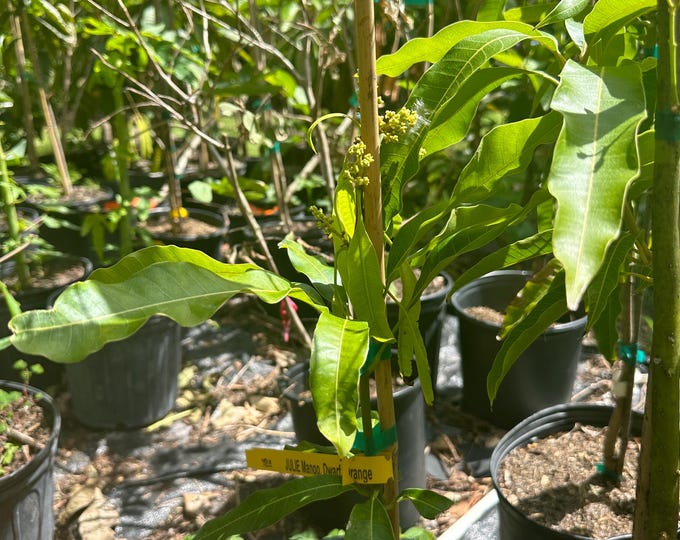 Fruiting Julie Dwarf (juliette) Mango Tree GRAFTED 2-4 Ft Tall.ship to ...