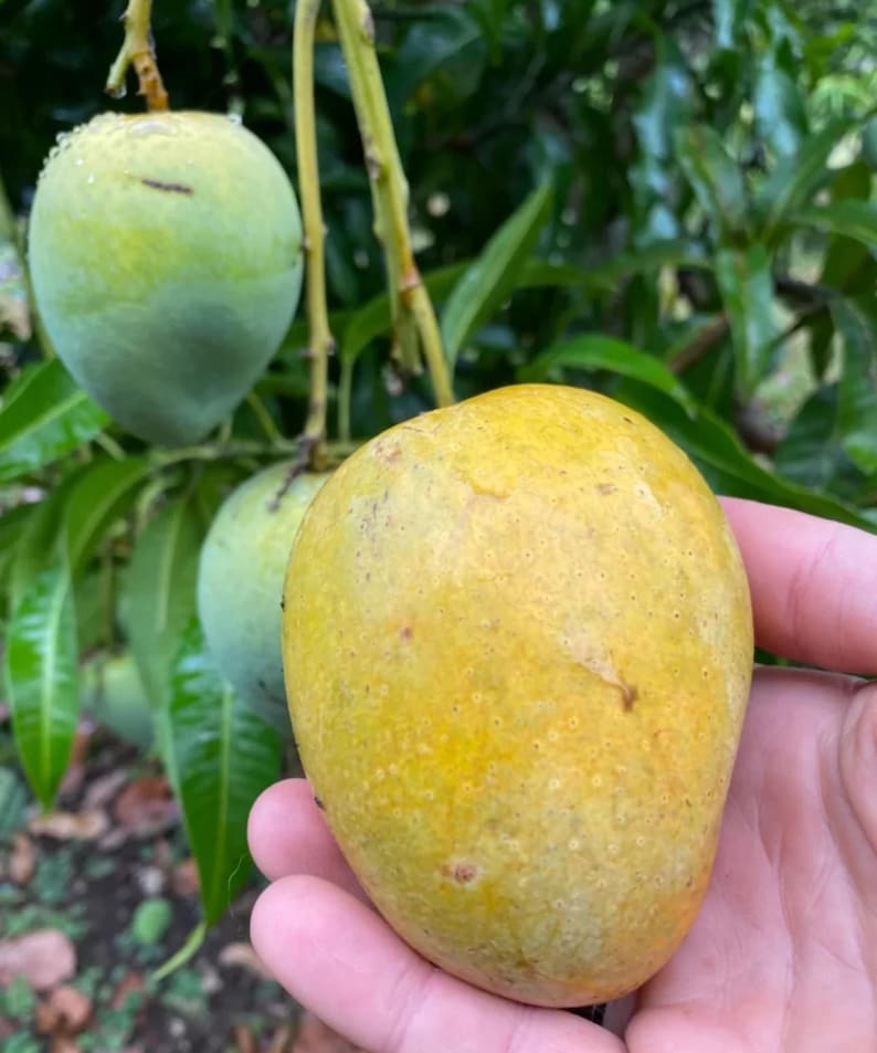 Fairchild Condo Dwarf Mango TREE GRAFTED (2-4 Feet Tall). Ship to All ...