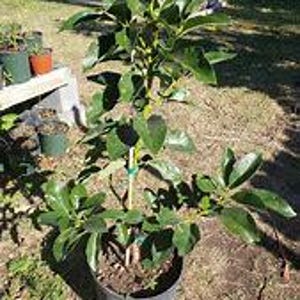 Simmonds Grafted Avocado Tree 2-4ft Semi Dwarf. We Ship to ALL STATES ...
