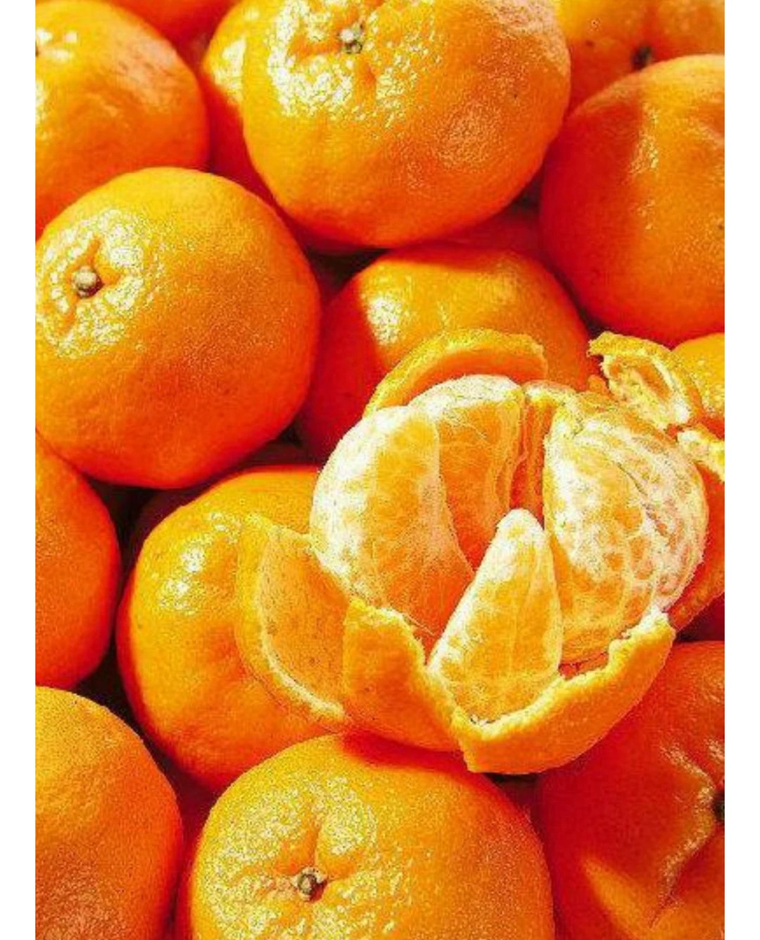 Ponkan TANGERINE TREE (GRAFTED) 2-4 Feet Tall. - Etsy