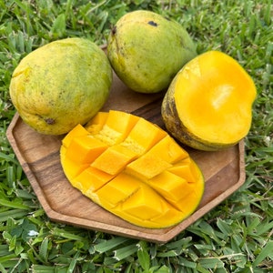 Butter Cream Mango Tree GRAFTED 2-4 Ft Tall.ship to CA&PR. Actual ...