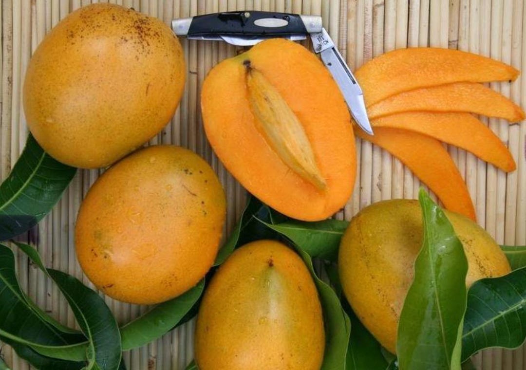 Baptiste Haitian Mango TREE GRAFTED (2-4 Feet Tall). Ship to All States ...