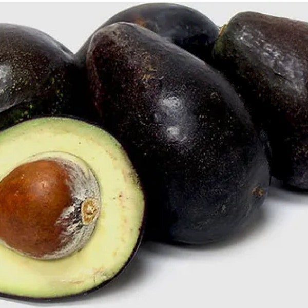 Del Rio Avocado Tree - Etsy