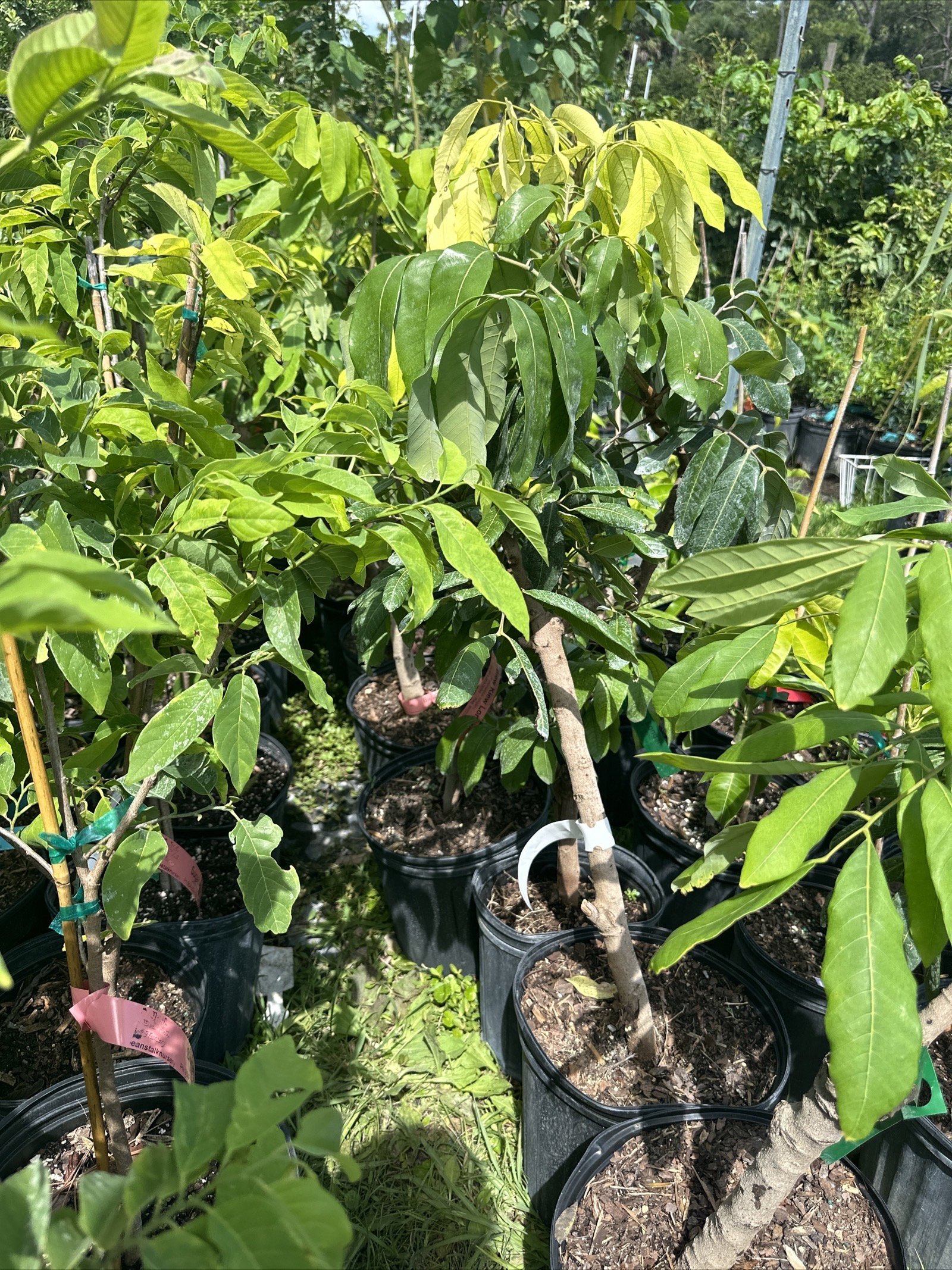 Longan, Pink 'sri Chompoo' dimocarpus Longan Air Layered 3-4 Feet Tall ...