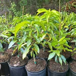Fruit Punch Mango Tree GRAFTED 2-4 Ft Tall.ship to CA&PR. Actual Photos ...