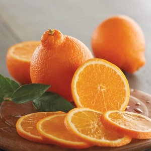 Red Mineola Tangelo Honeybell Tree GRAFTED . Citrus Manderian Fruit. 2 ...