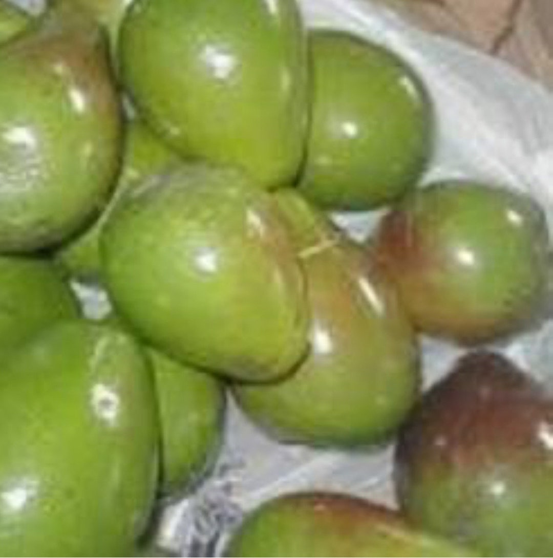 Pancho Avocado Tree Grafted 2-4ft Tall Cold Hardy 15 Degree.ship Ca&pr ...