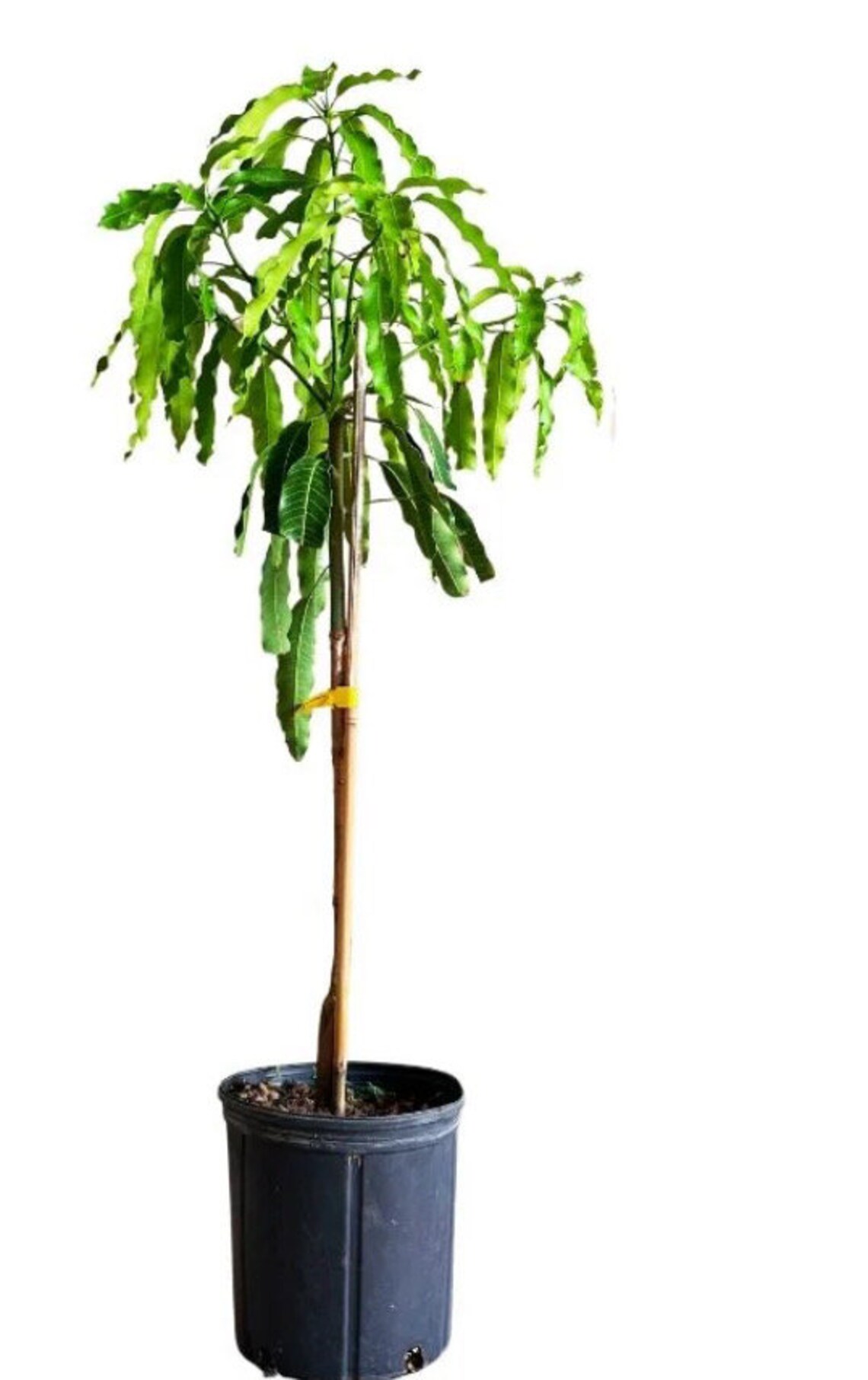 Julie Dwarf (juliette) Mango Tree GRAFTED 2-4 Ft Tall.ship to All ...