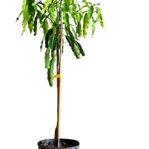 Julie Dwarf (juliette) Mango Tree GRAFTED 2-4 Ft Tall.ship to All ...