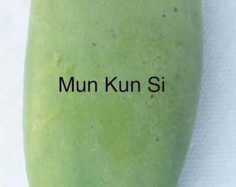 Fruiting Julie Dwarf (juliette) Mango Tree GRAFTED 2-4 Ft Tall.ship to ...