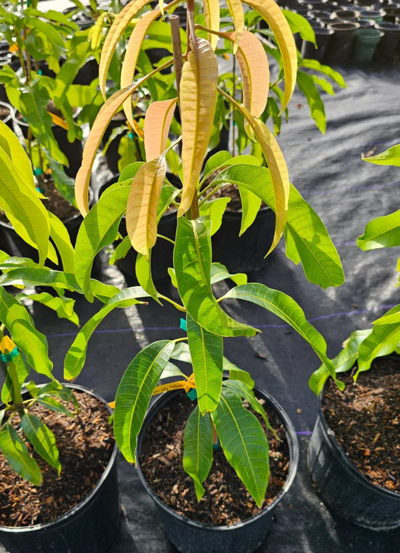 Super Alphonso MANGO TREE GRAFTED 2-4 Feet Tall - Etsy