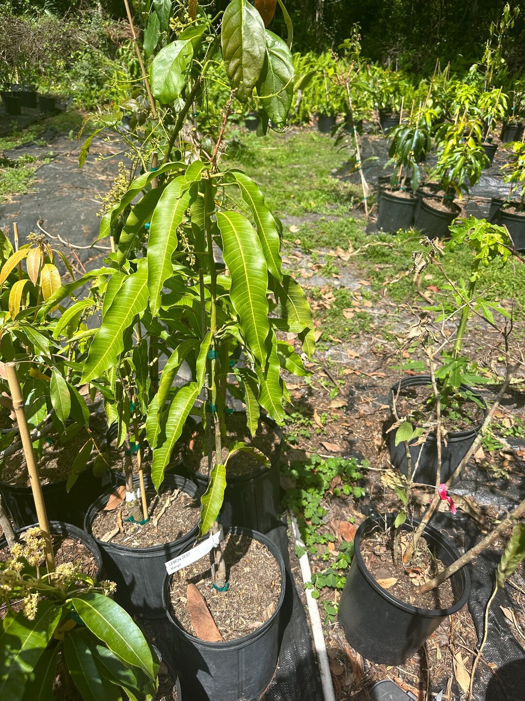 Fruiting Lemon Zest Mango TREE GRAFTED (2-4 Feet Tall). Ship to All ...