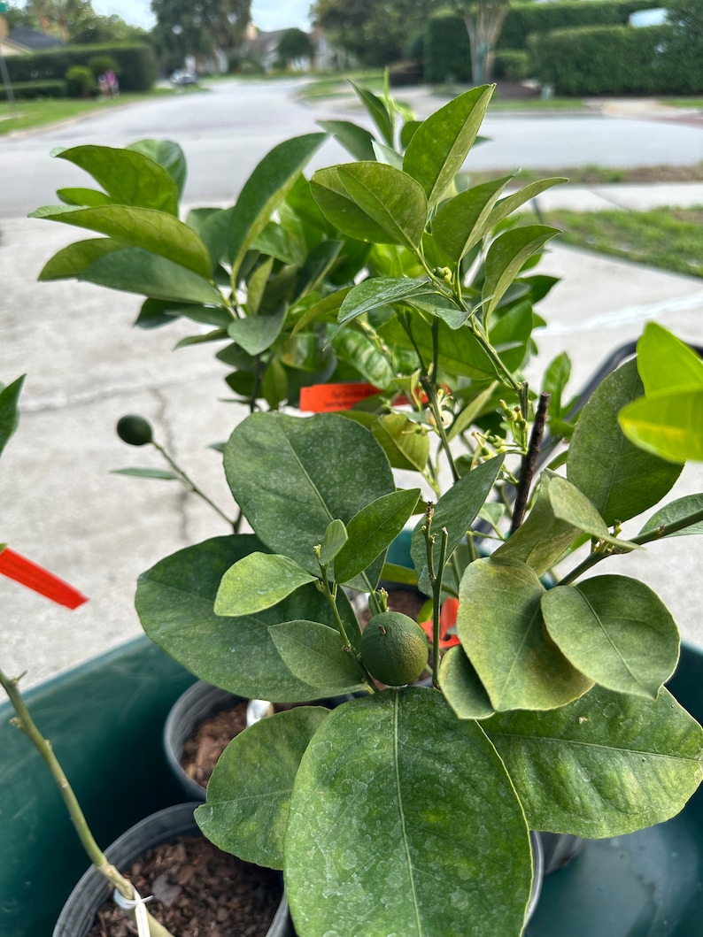 Red Navel Orange Tree (grafted) 2-4 Feet Tall. - Etsy