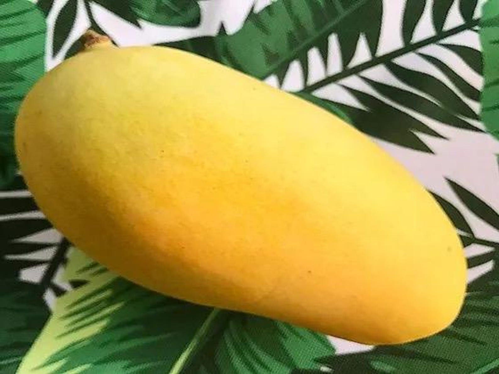 Orange Sherbet Mango TREE GRAFTED (2-4 Feet Tall). Ship to All States ...