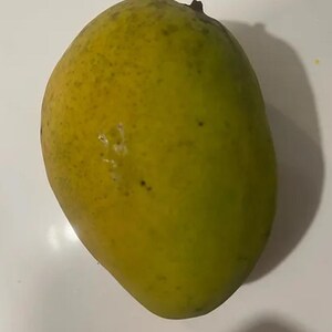 Candy Corn Mango TREE GRAFTED (2-4 Feet Tall). Ship to All States - Etsy