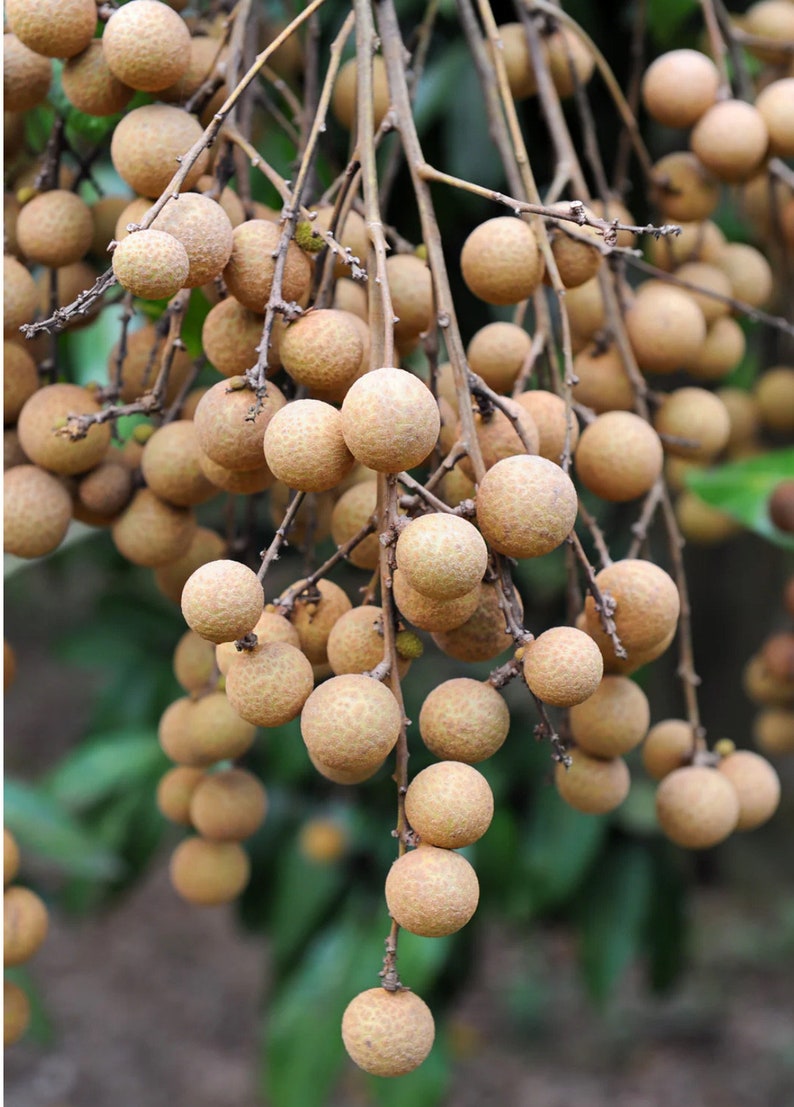 Longan, Dwarf, Pink 'sri Chompoo' (dimocarpus Longan) Air Layered 3-4 ...