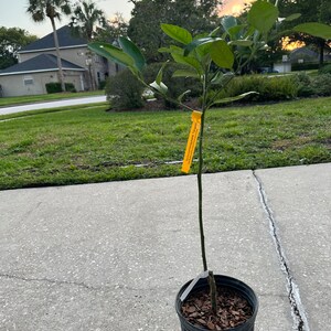 Red Mineola Tangelo Honeybell Tree GRAFTED . Citrus Manderian Fruit. 2 ...