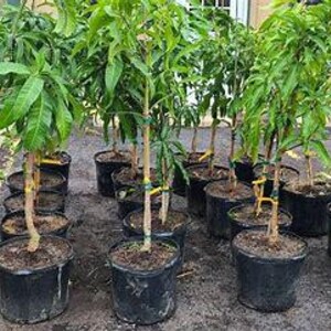 Butter Cream Mango Tree GRAFTED 2-4 Ft Tall.ship to CA&PR. Actual ...