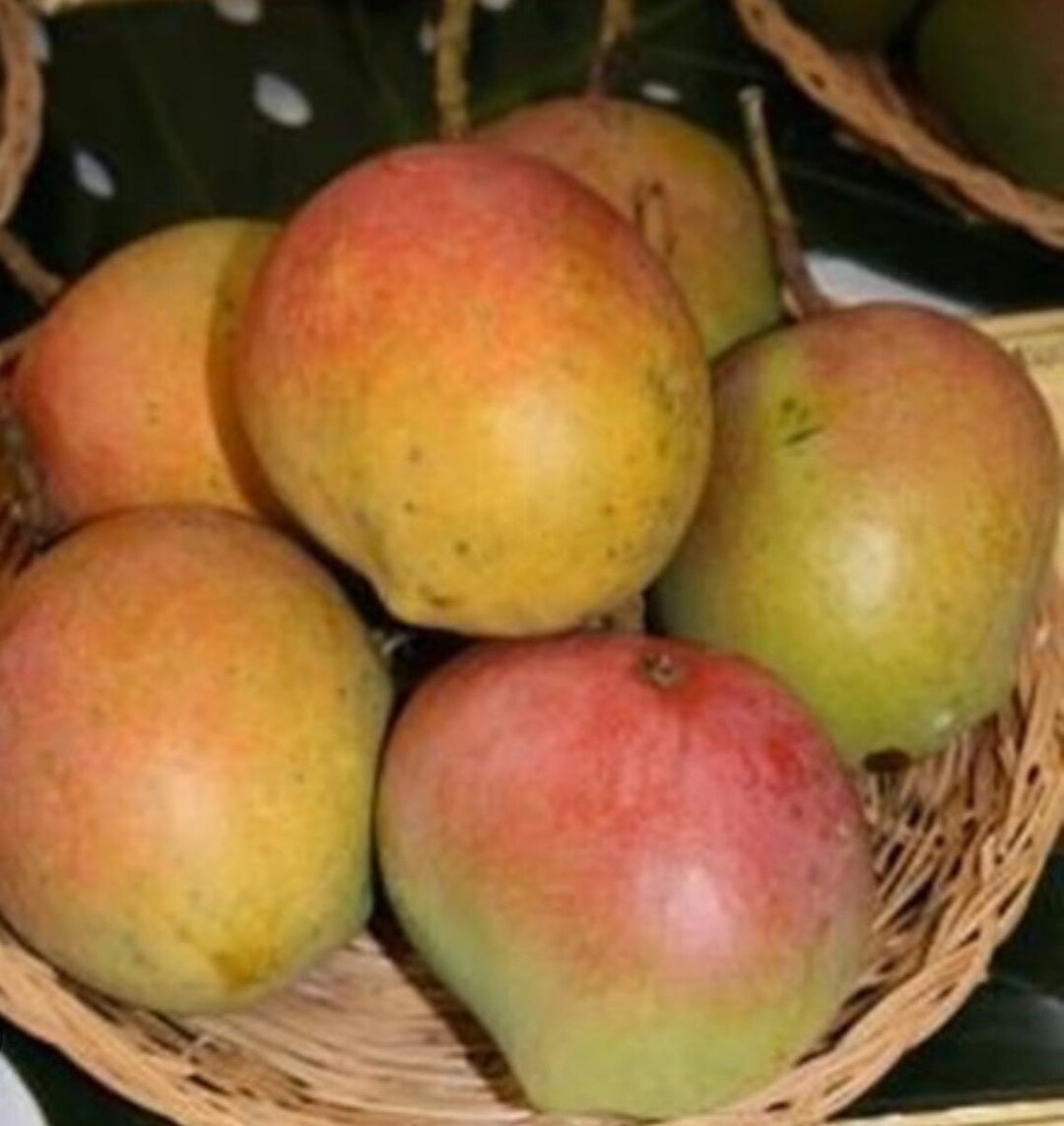 Bombay Mango TREE GRAFTED (2-4 Feet Tall). Ship to All States - Etsy