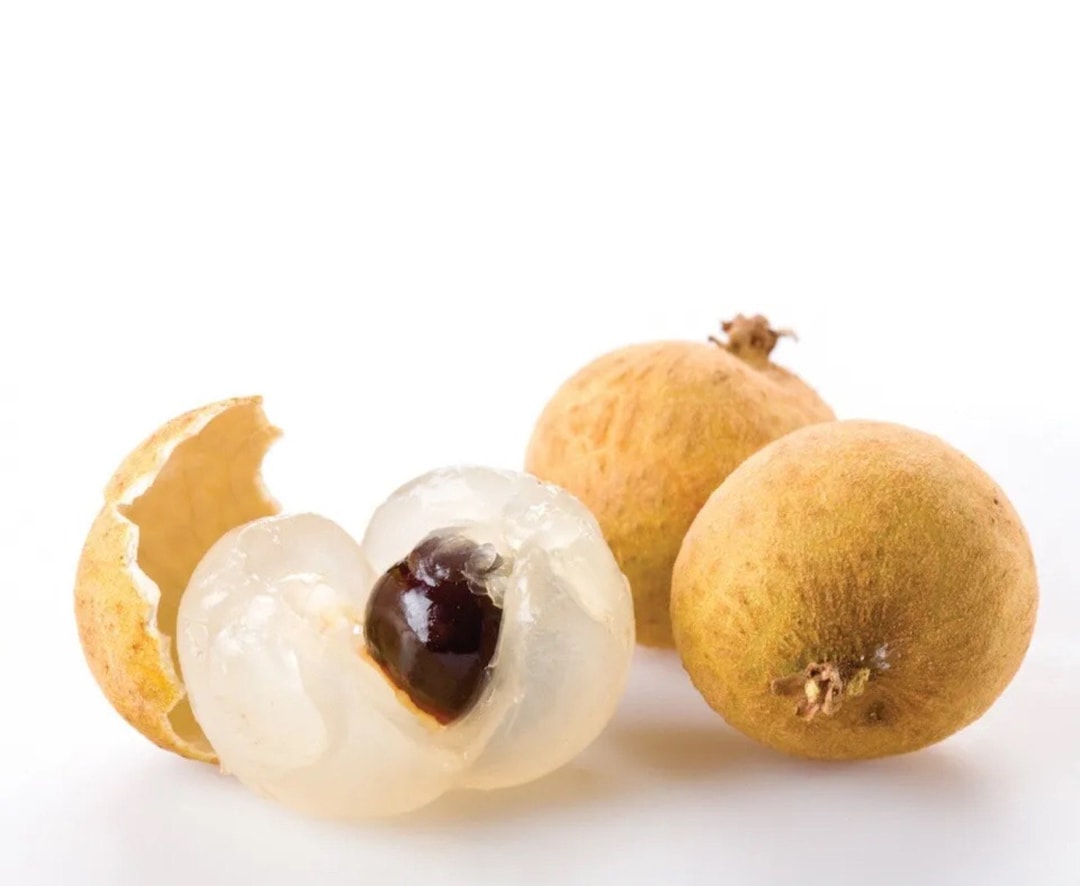 Kohala Longan Tree (cây Nhãn Hawaii) 3-4 Feet Tall. Air Layered. Ship ...