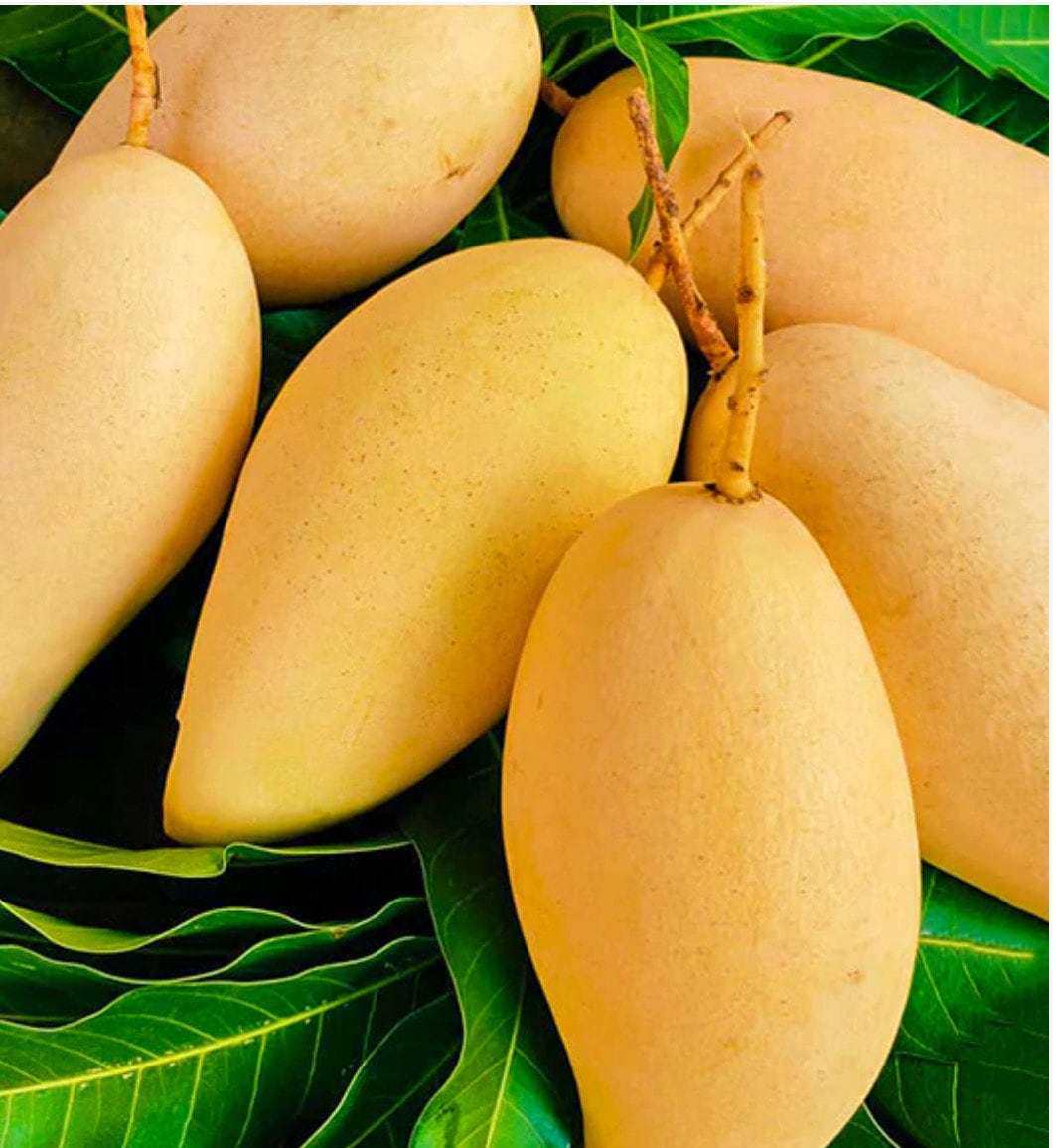 Nam Doc Mai MANGO TREE GRAFTED (2-4 Feet Tall) - Etsy