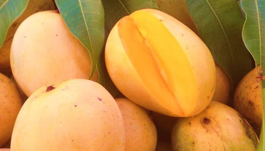 Duncan Mango TREE GRAFTED (2-4 Feet Tall). Ship to All States - Etsy