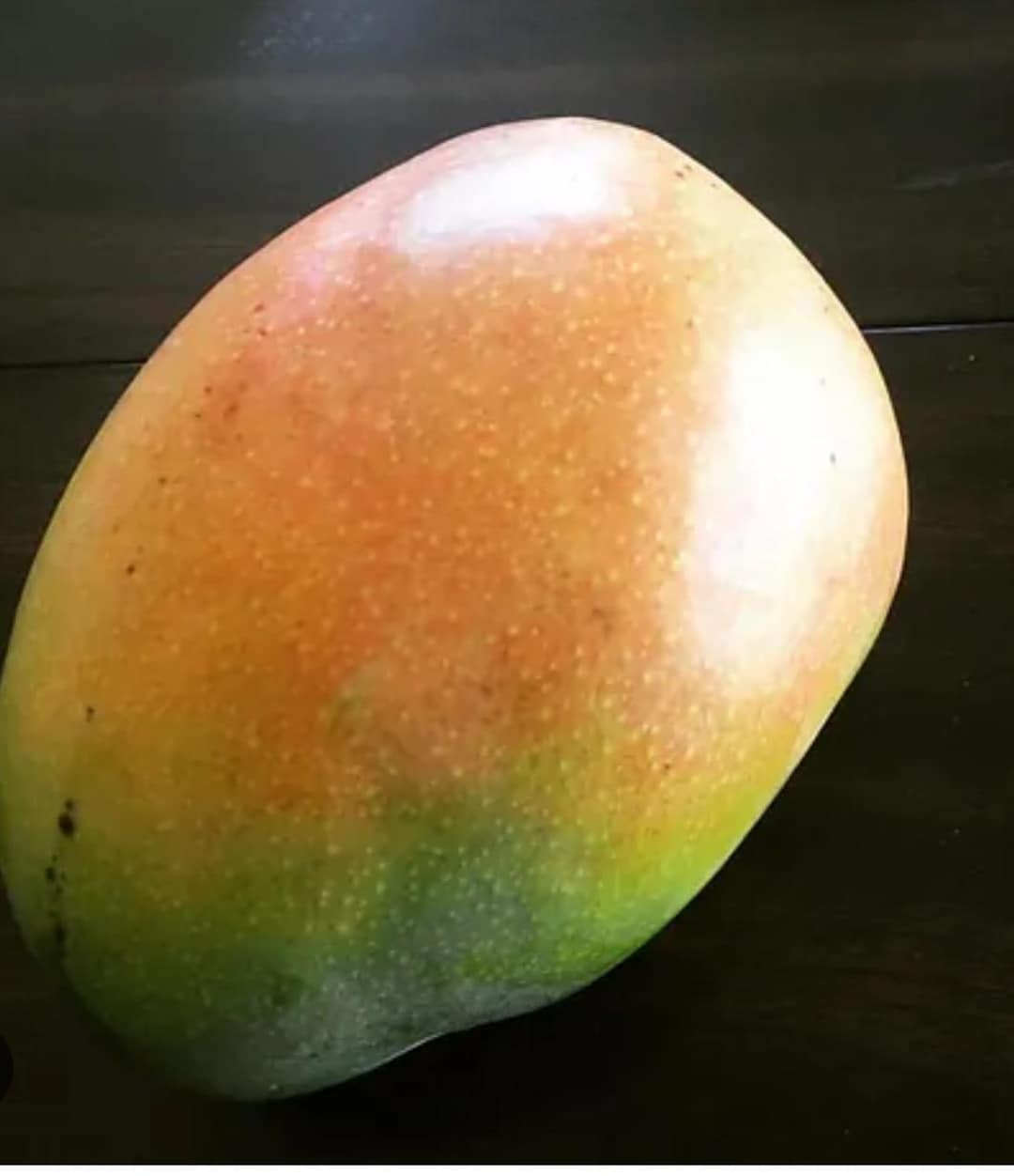 Beverly Mango TREE GRAFTED (2-4 Feet Tall). Ship to All States - Etsy