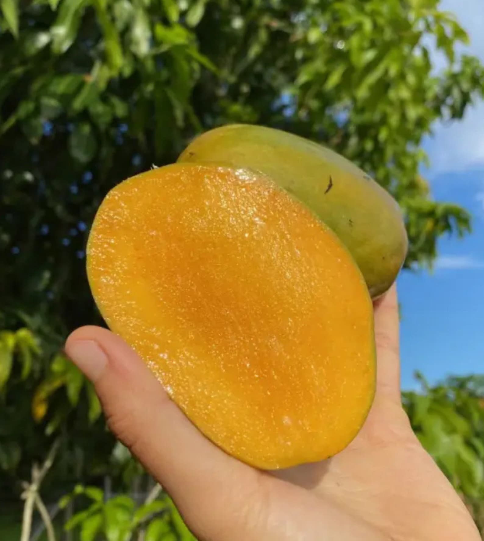 Julie Dwarf (juliette) Mango Tree GRAFTED 2-4 Ft Tall.ship to All ...