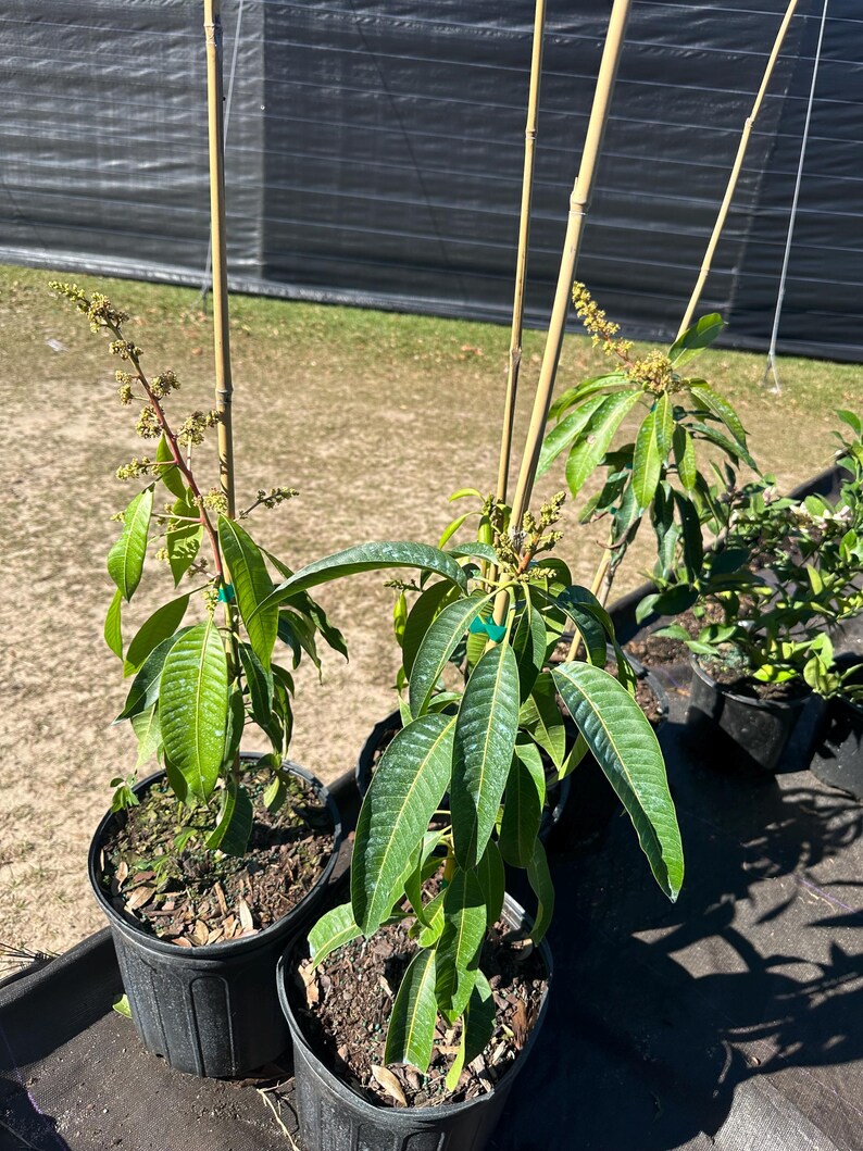 Malika Dwarf Cold Hardy Mango Tree FLOWERING AND BLOOMING(2-4 Feet Tall ...
