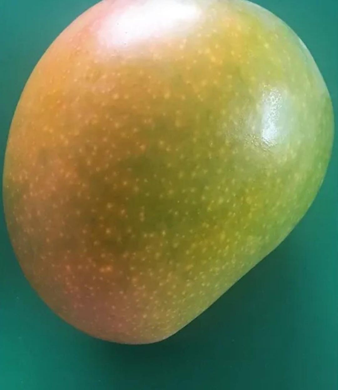 Florigon Mango TREE GRAFTED (2-4 Feet Tall). Ship to All States - Etsy