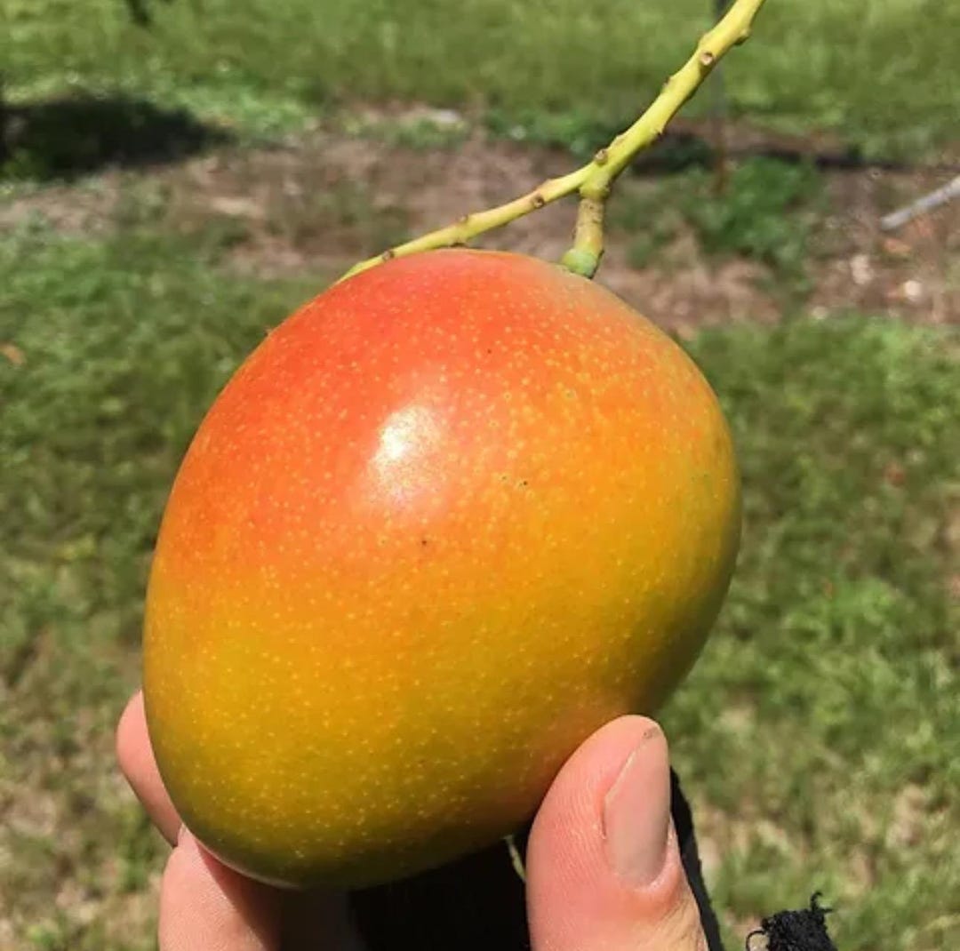 Honey Kiss MANGO TREE GRAFTED (2-4 Feet Tall). Ship to All States - Etsy