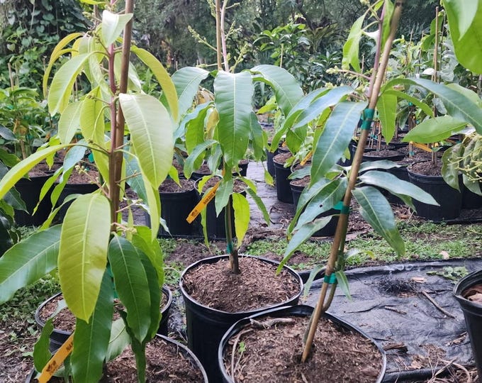 BLOOMING Nam Doc Mai MANGO Tree GRAFTED (2-4 Feet Tall) - Etsy