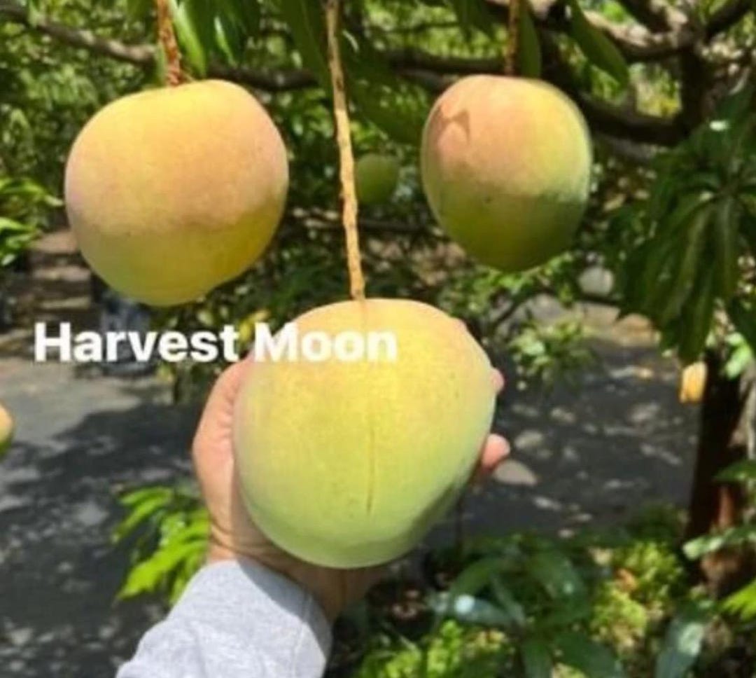 Harvest Moon MANGO TREE GRAFTED (2-4 Feet Tall). Ship to All States - Etsy