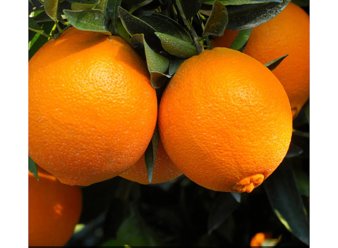 Grafted Dwarf CARA CARA Navel Orange Citrus Tree 2-3ft Tall. We Ship to ...