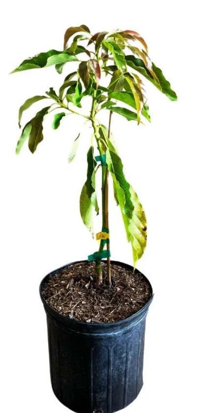 Winter Mexican Avocado Tree Live Avocado Tree GRAFTED 2-4 Ft. We Ship ...