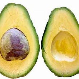 Simmonds Grafted Avocado Tree 2-4ft Semi Dwarf. We Ship to ALL STATES ...