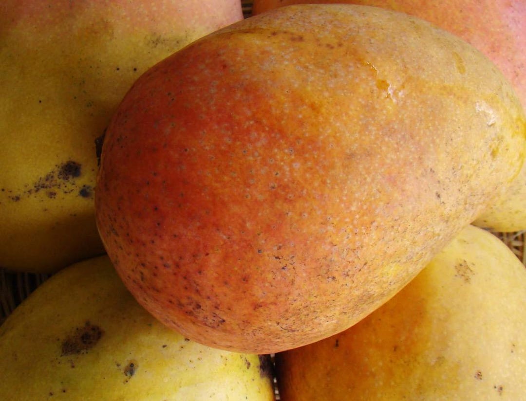 Edward Mango TREE GRAFTED (2-4 Feet Tall). Ship to All States - Etsy