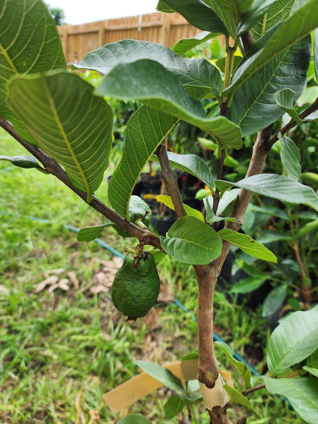 FRUITING Ruby Supreme Red Guava Tree 2-4 Ft Tall . ( Air Layer Tree) - Etsy