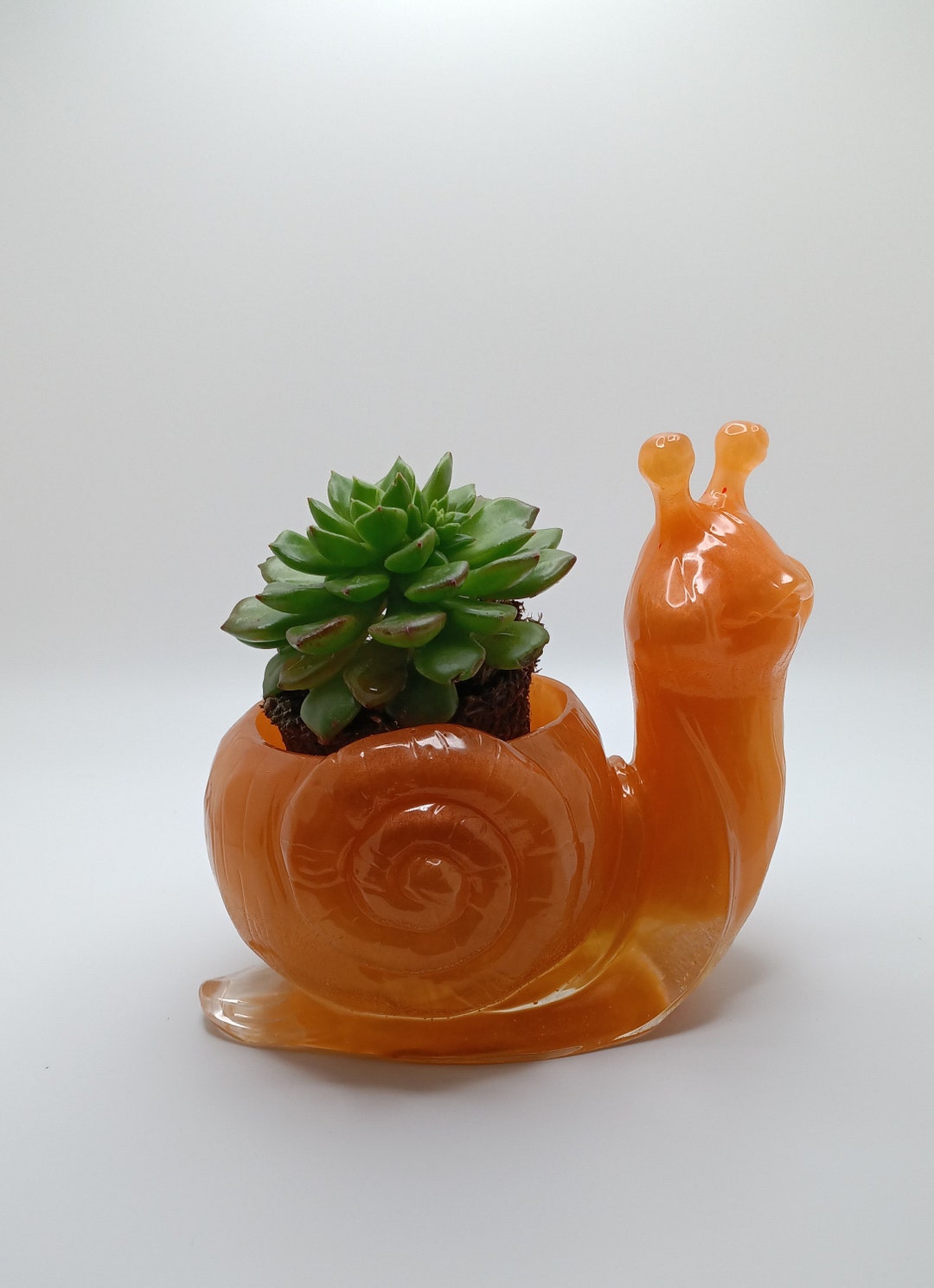 Orange Cute Snail Planter With Live Succulent - Etsy