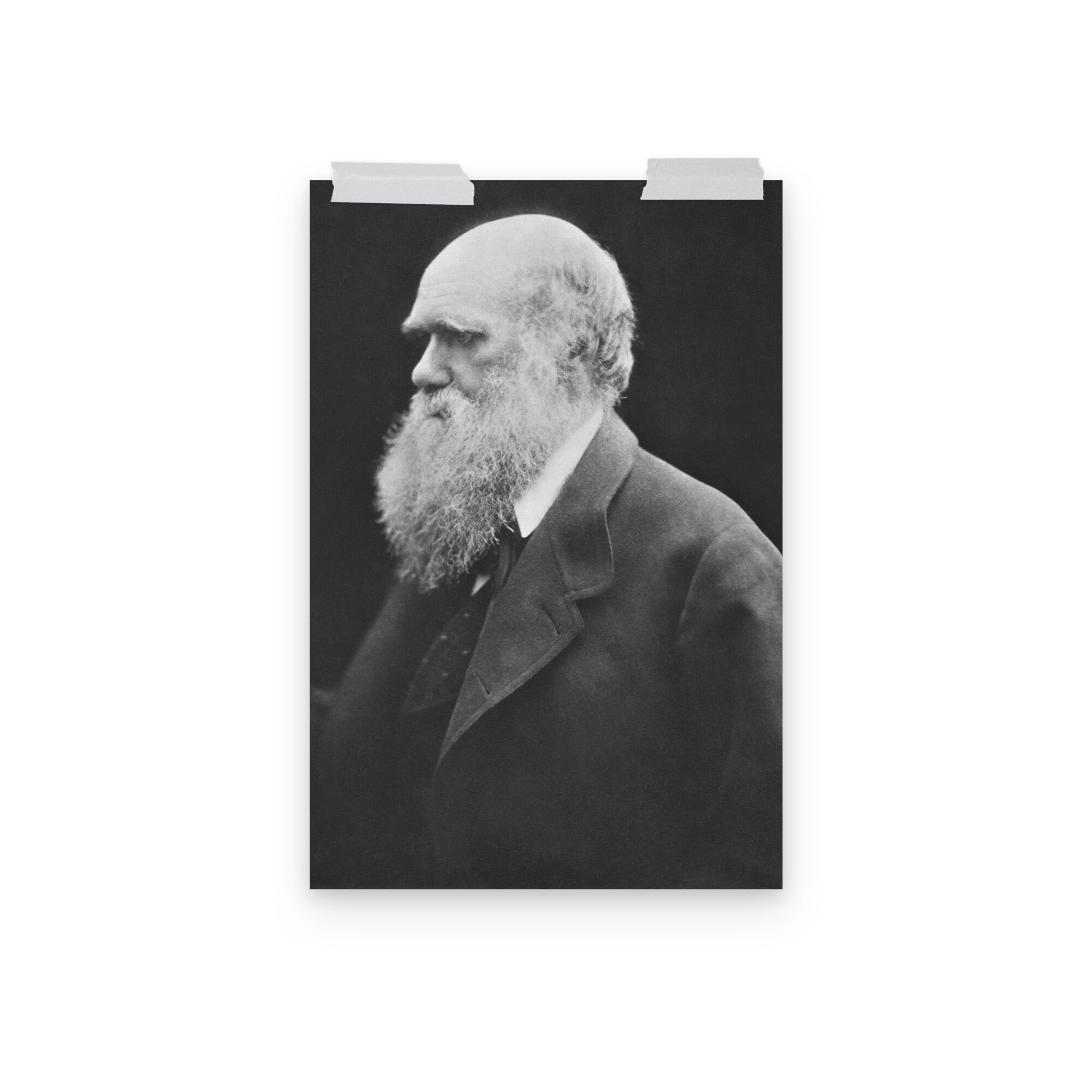 Charles Darwin Matte Poster - Etsy